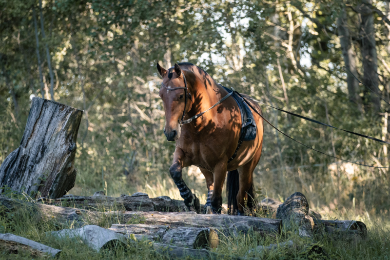 Extreme Trail - Gut Heinrichshof