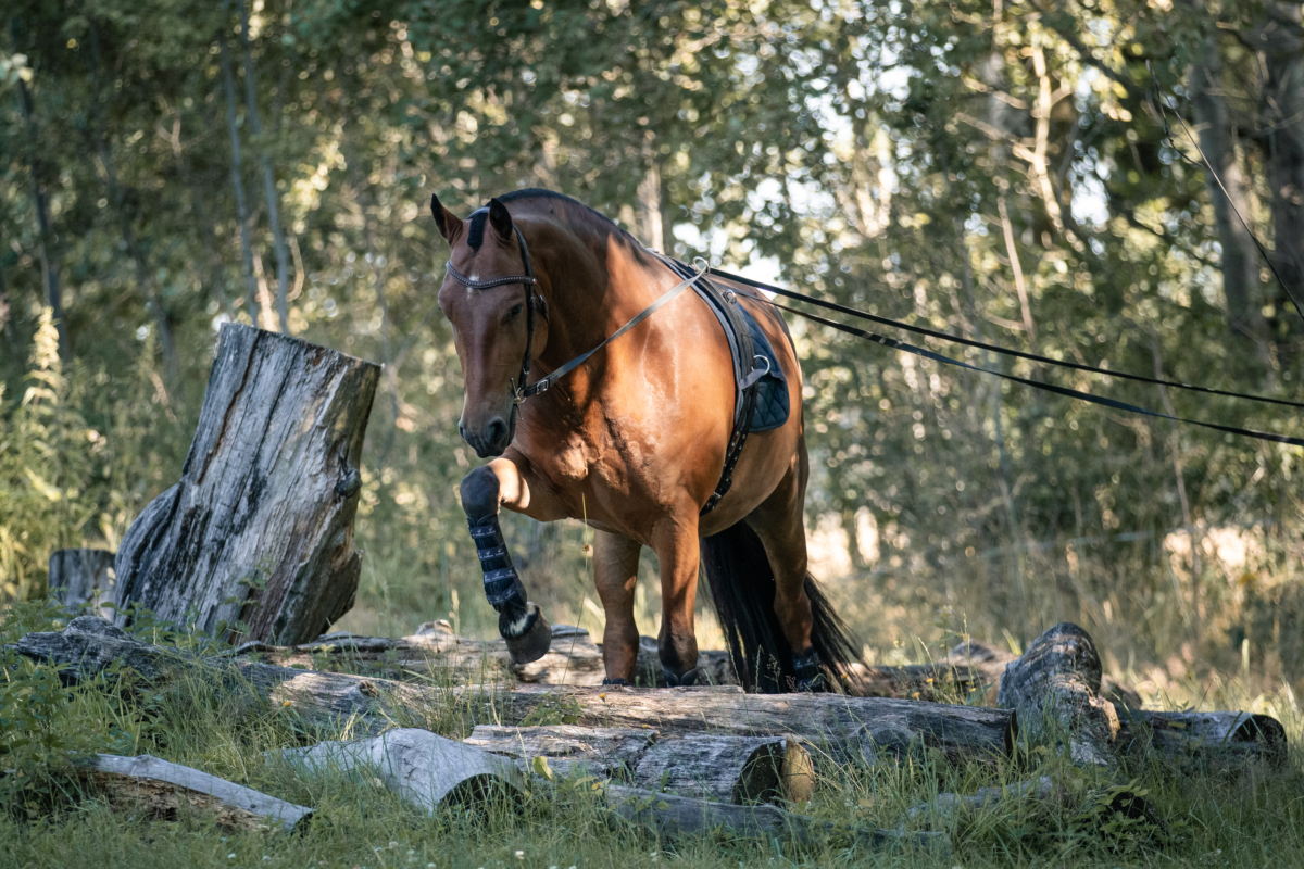 Extreme Trail - Gut Heinrichshof
